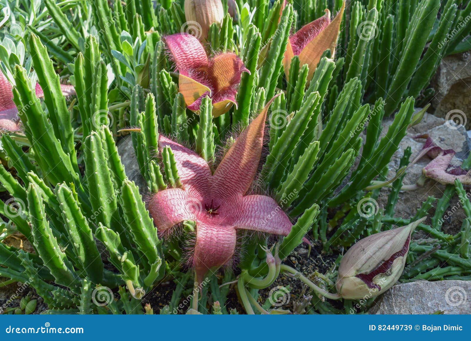 Starfish Flower Cactus stock image. Image of rare, starfish - 82449739