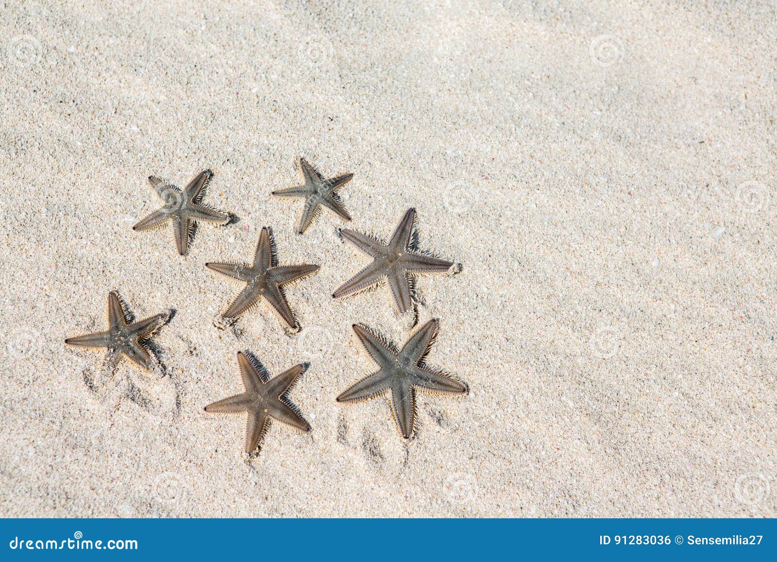 Seven Starfish Stock Photos - Free & Royalty-Free Stock Photos from ...