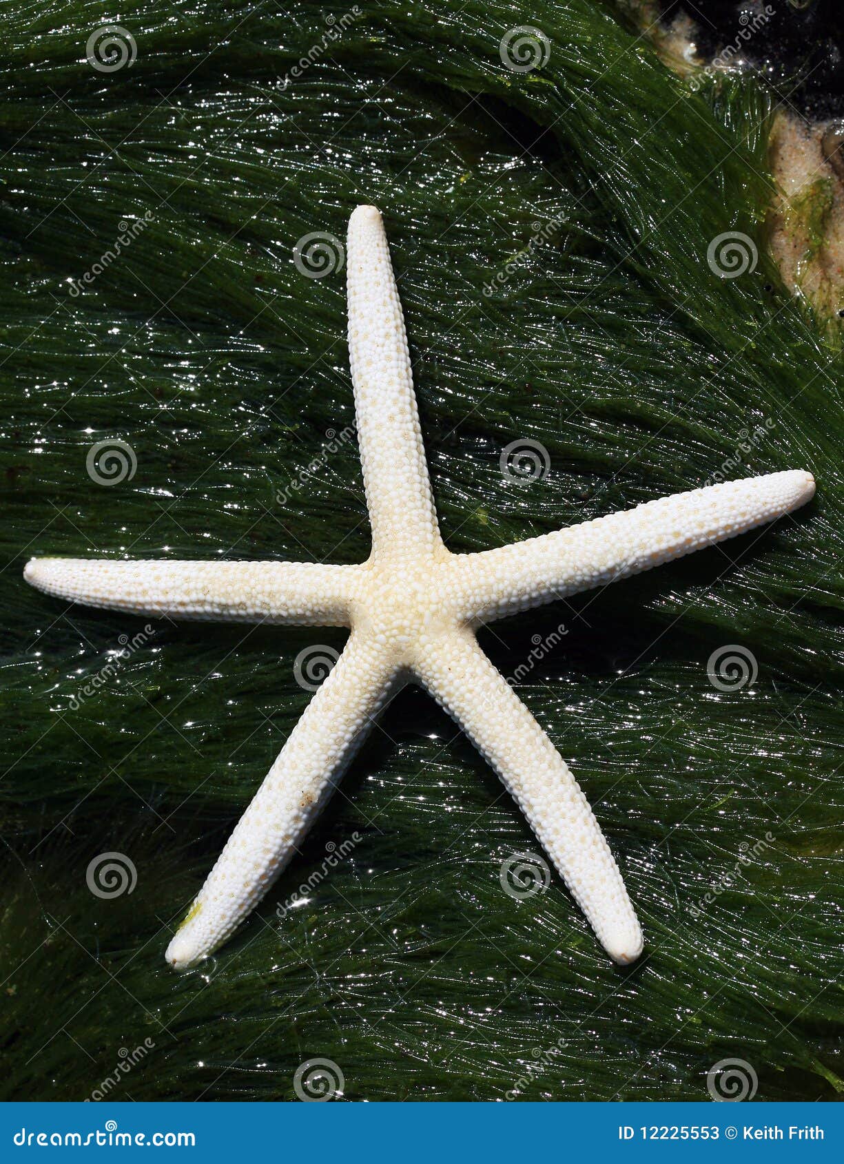 Starfish on green stock image. Image of summer, bright - 12225553