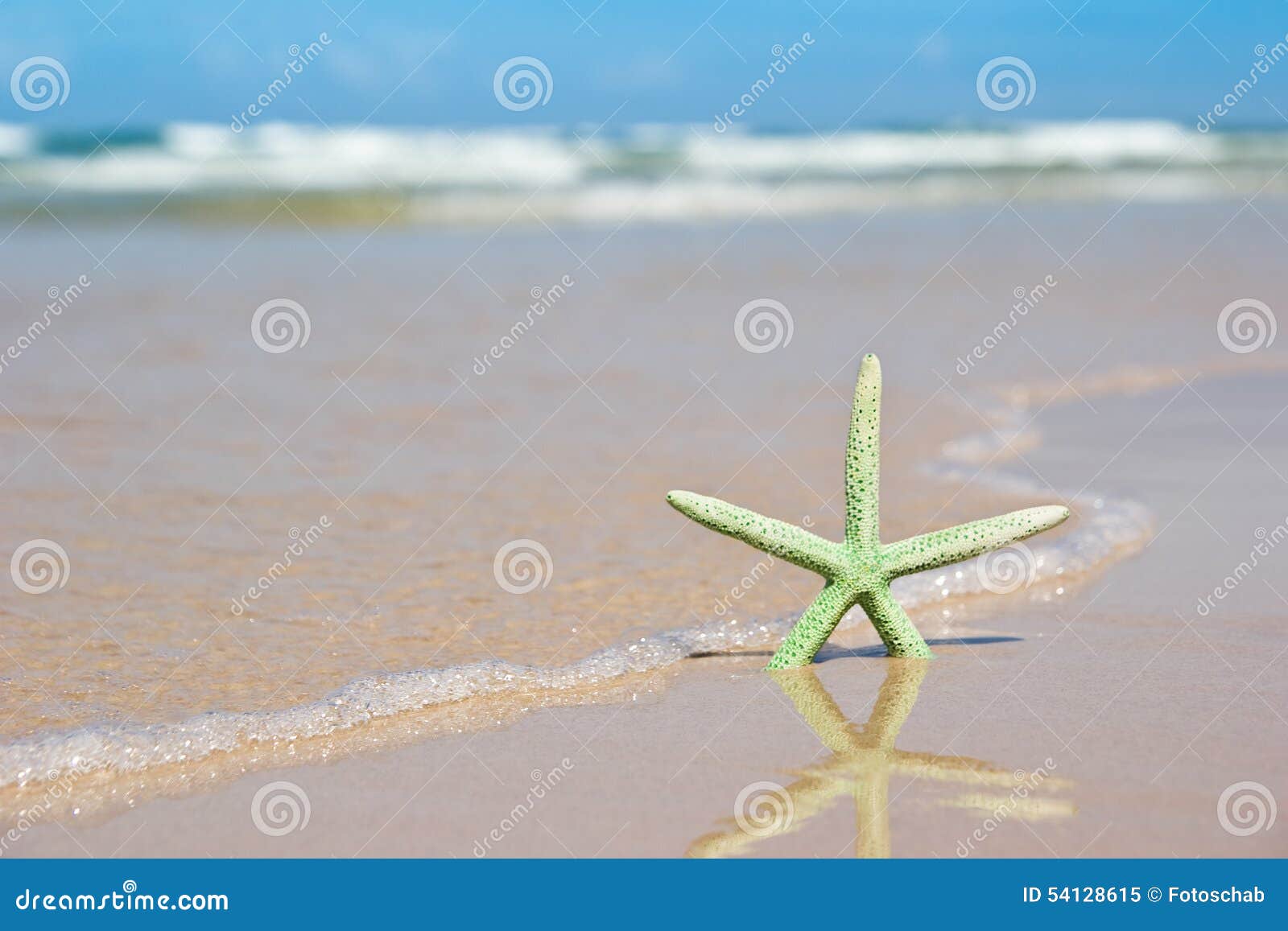 Starfish stock image. Image of shell, green, fish, leisure - 54128615