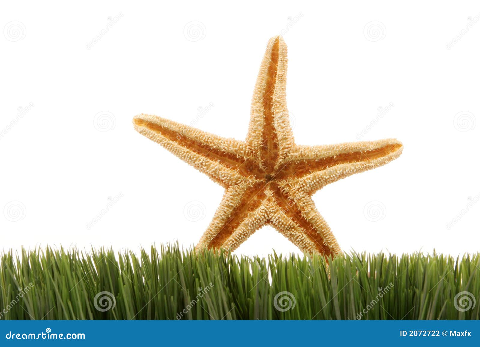 Starfish on green grass stock photo. Image of isolated - 2072722