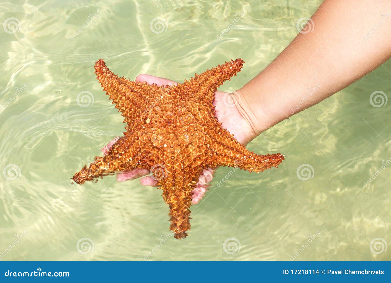 Starfish in hand stock photo. Image of colorful, animal - 17218114