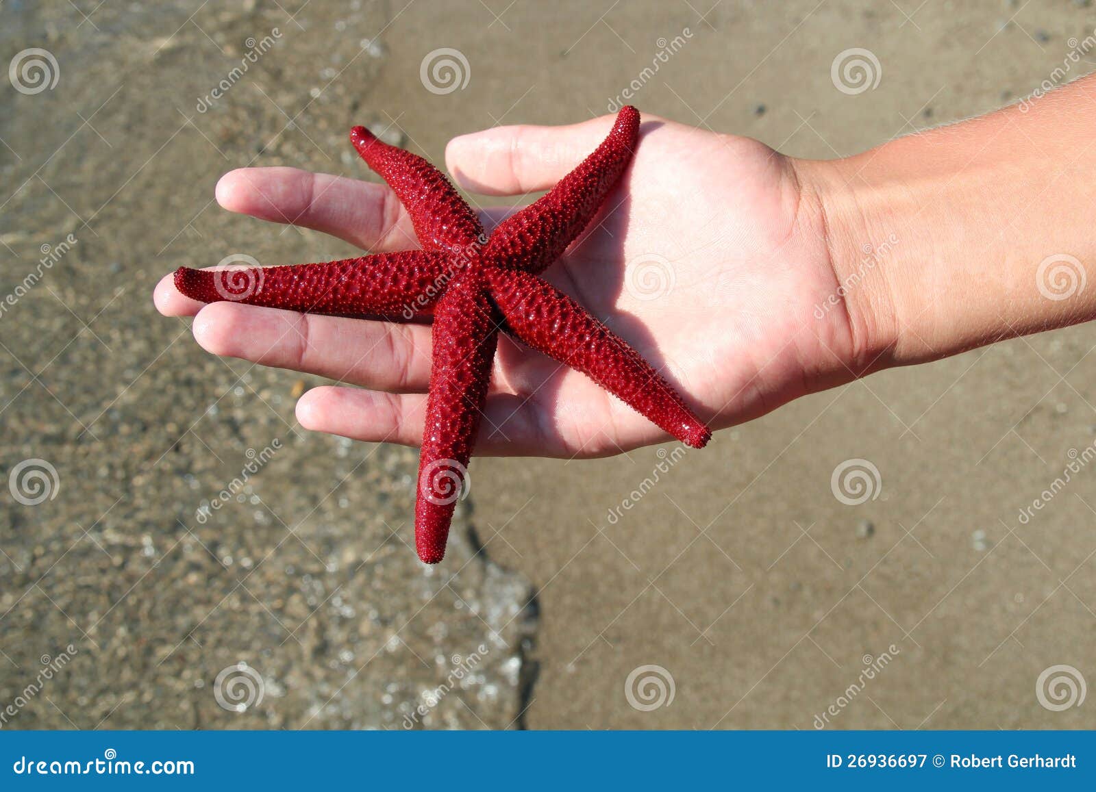Starfish in Hand stock image. Image of fauna, interesting - 26936697