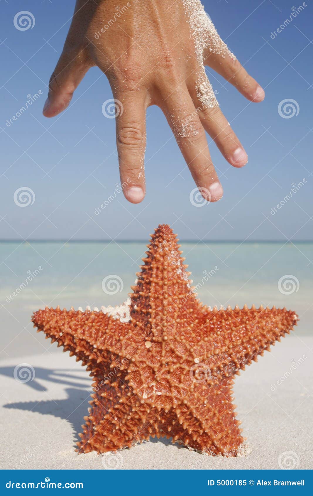 Starfish and Hand stock image. Image of shell, nature - 5000185