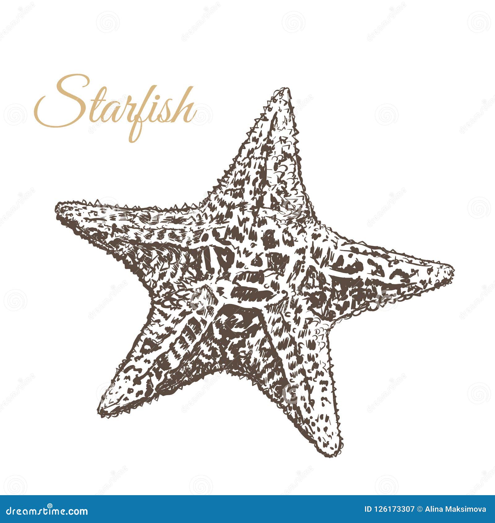 Starfish, Hand-drawn Vector Illustration. Stock Vector - Illustration ...