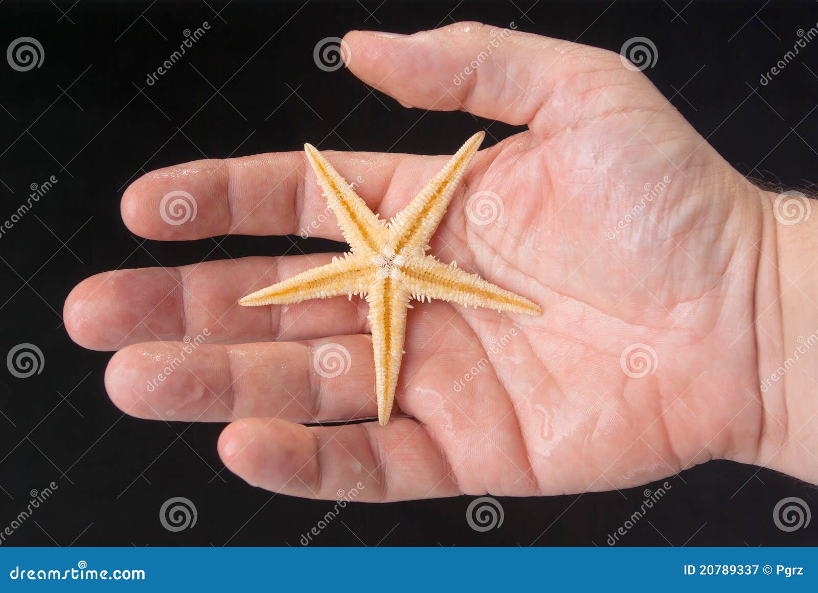 Starfish in the Hand of Man Stock Image - Image of color, coast: 20789337
