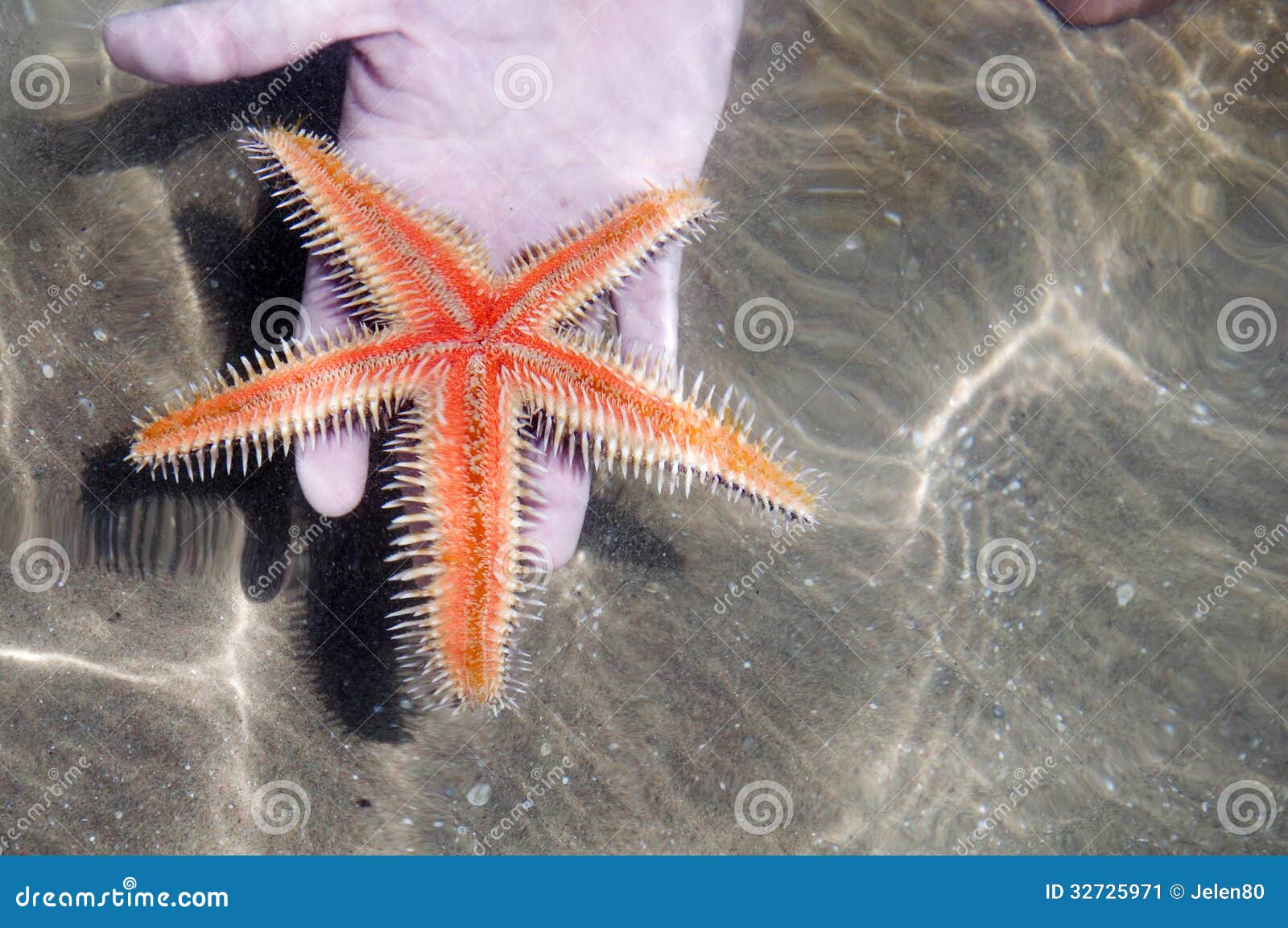 Starfish in the hand stock image. Image of element, sand - 32725971