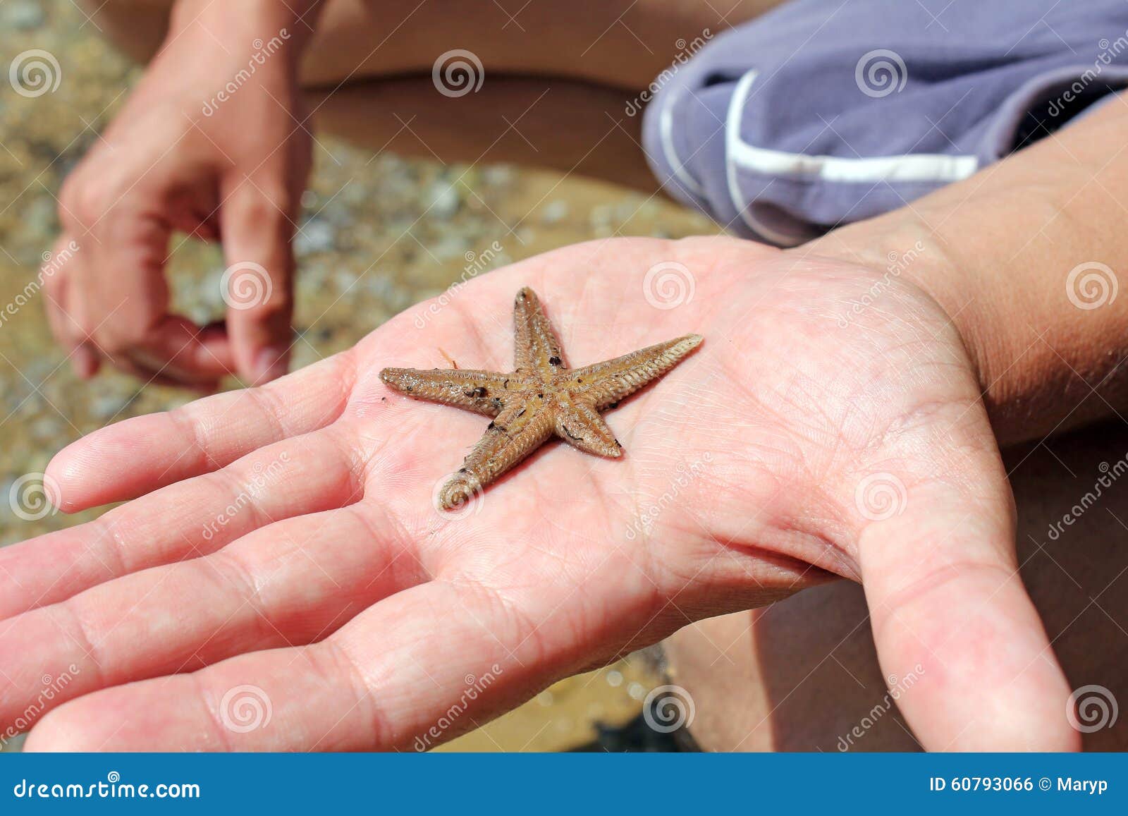 Starfish on hand stock photo. Image of holiday, coast - 60793066