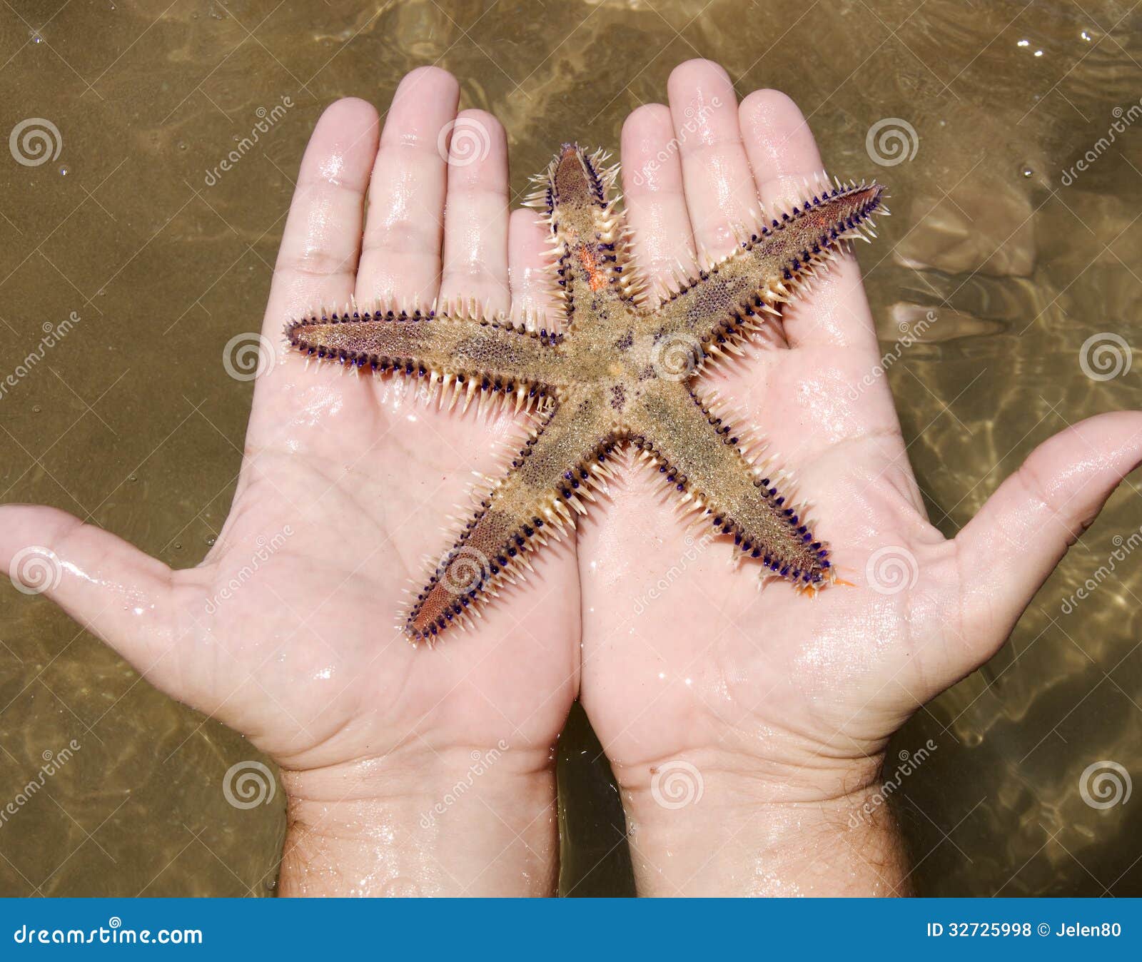 Starfish in the hands stock photo. Image of shell, exotic - 32725998