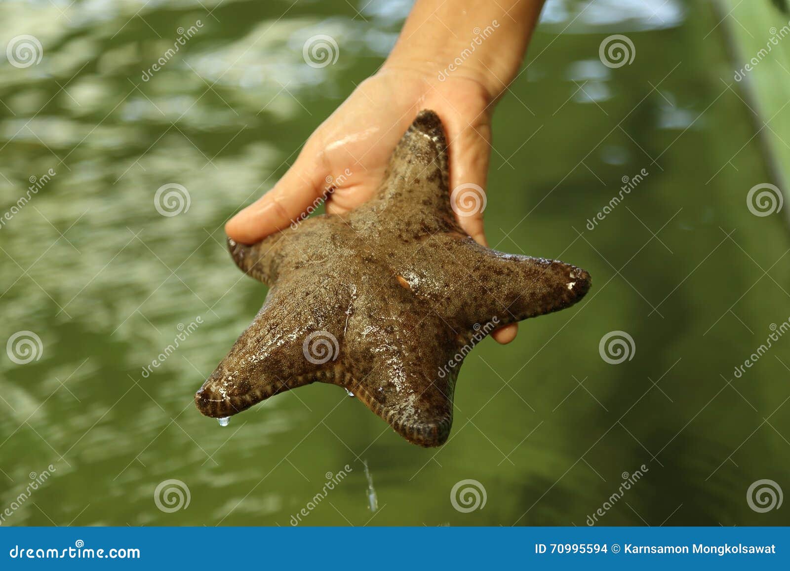 Starfish in Human Hand Over Fish Pond Stock Photo - Image of marine ...