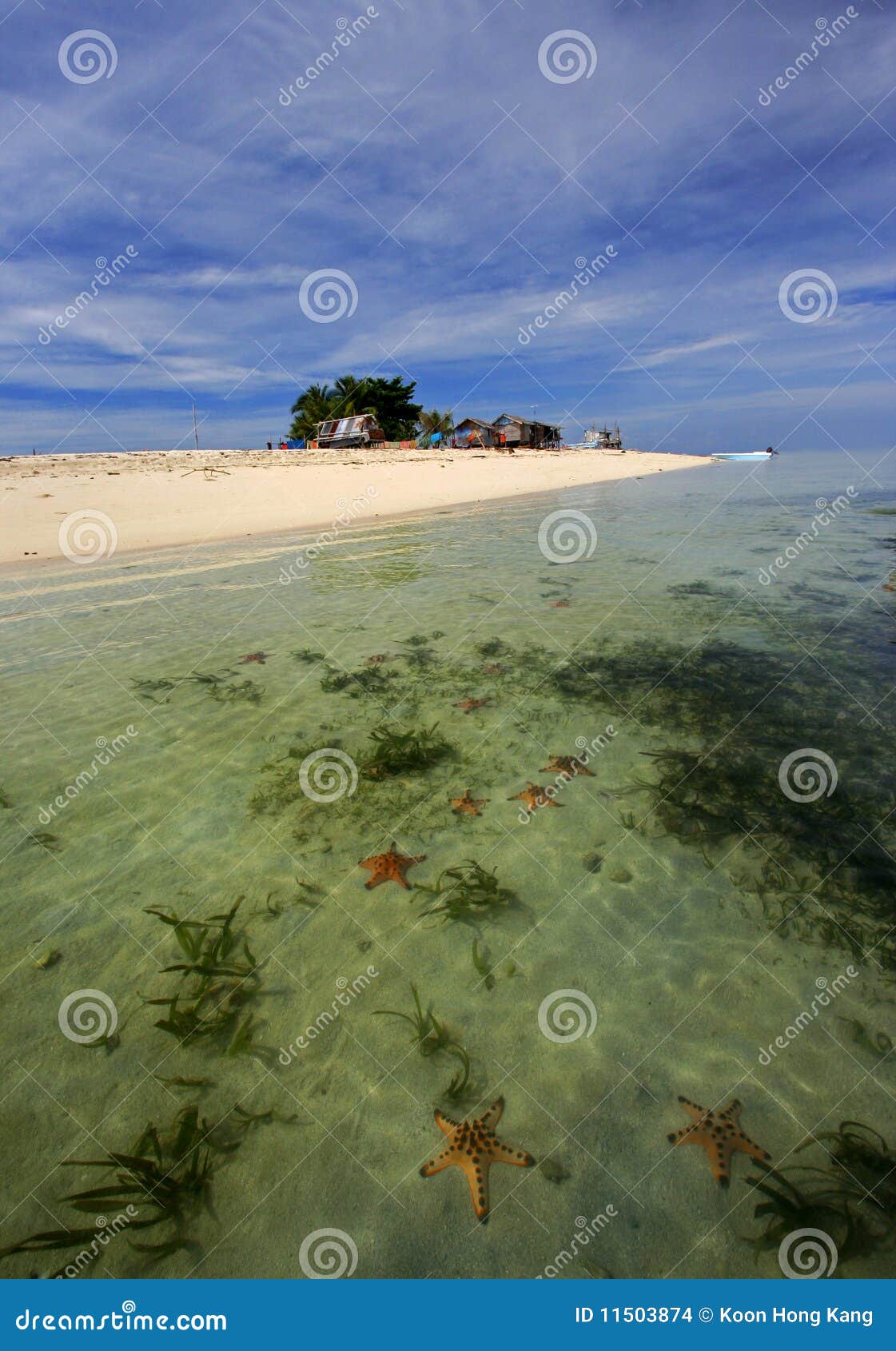 Starfish Island stock photo. Image of seashore, star - 11503874