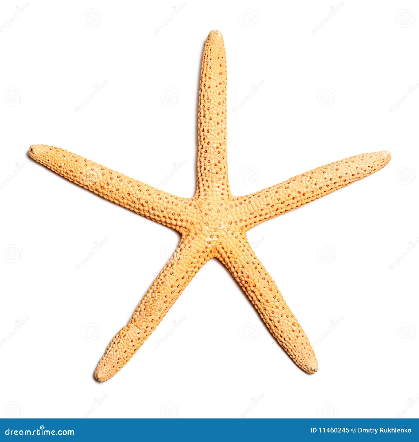 Red Starfish Set. Isolated On A White Background. In The Front And In ...