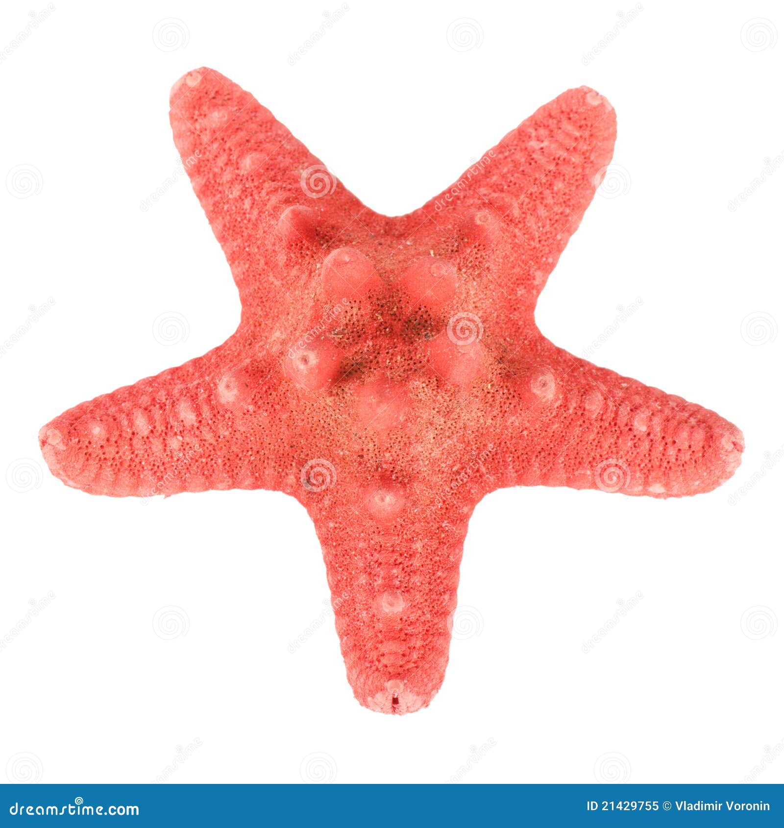 Red Starfish Set. Isolated On A White Background. In The Front And In ...