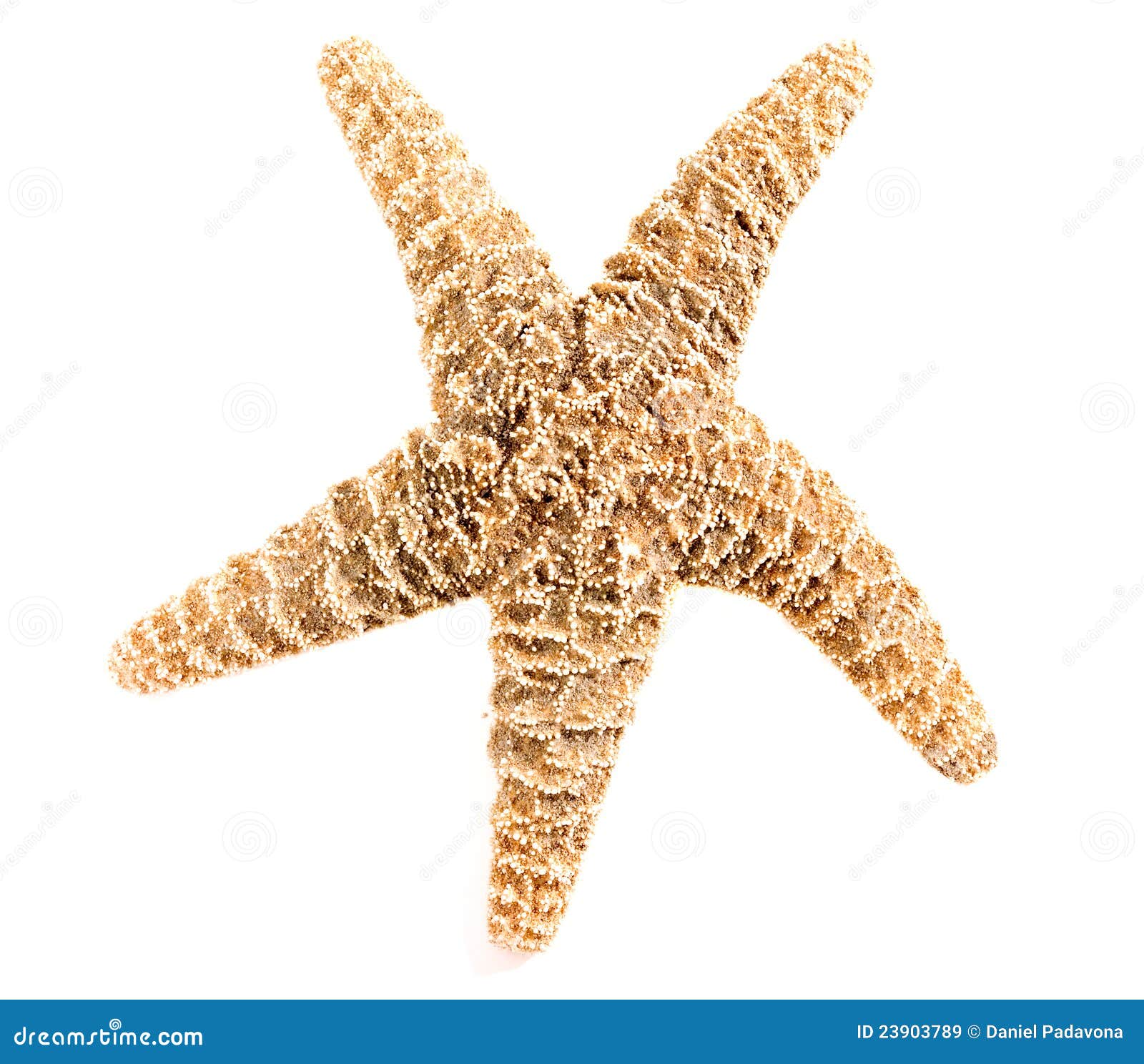 Red Starfish Set. Isolated On A White Background. In The Front And In ...