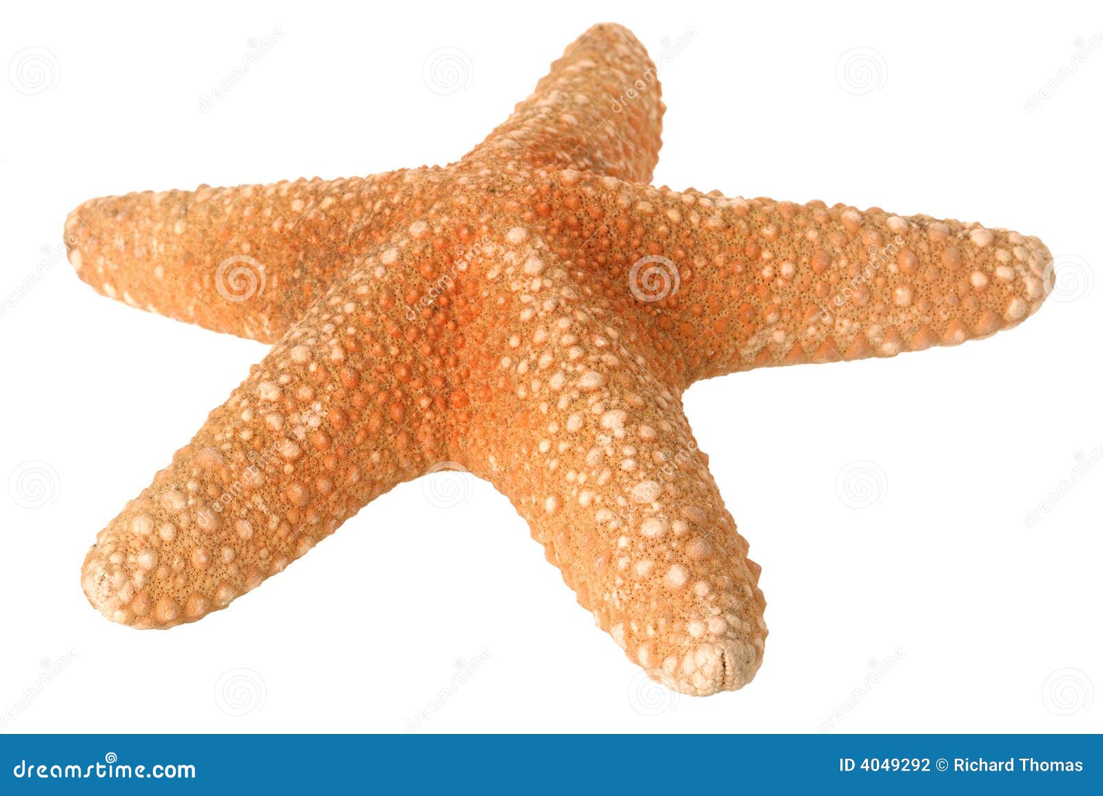 Red Starfish Set. Isolated On A White Background. In The Front And In ...