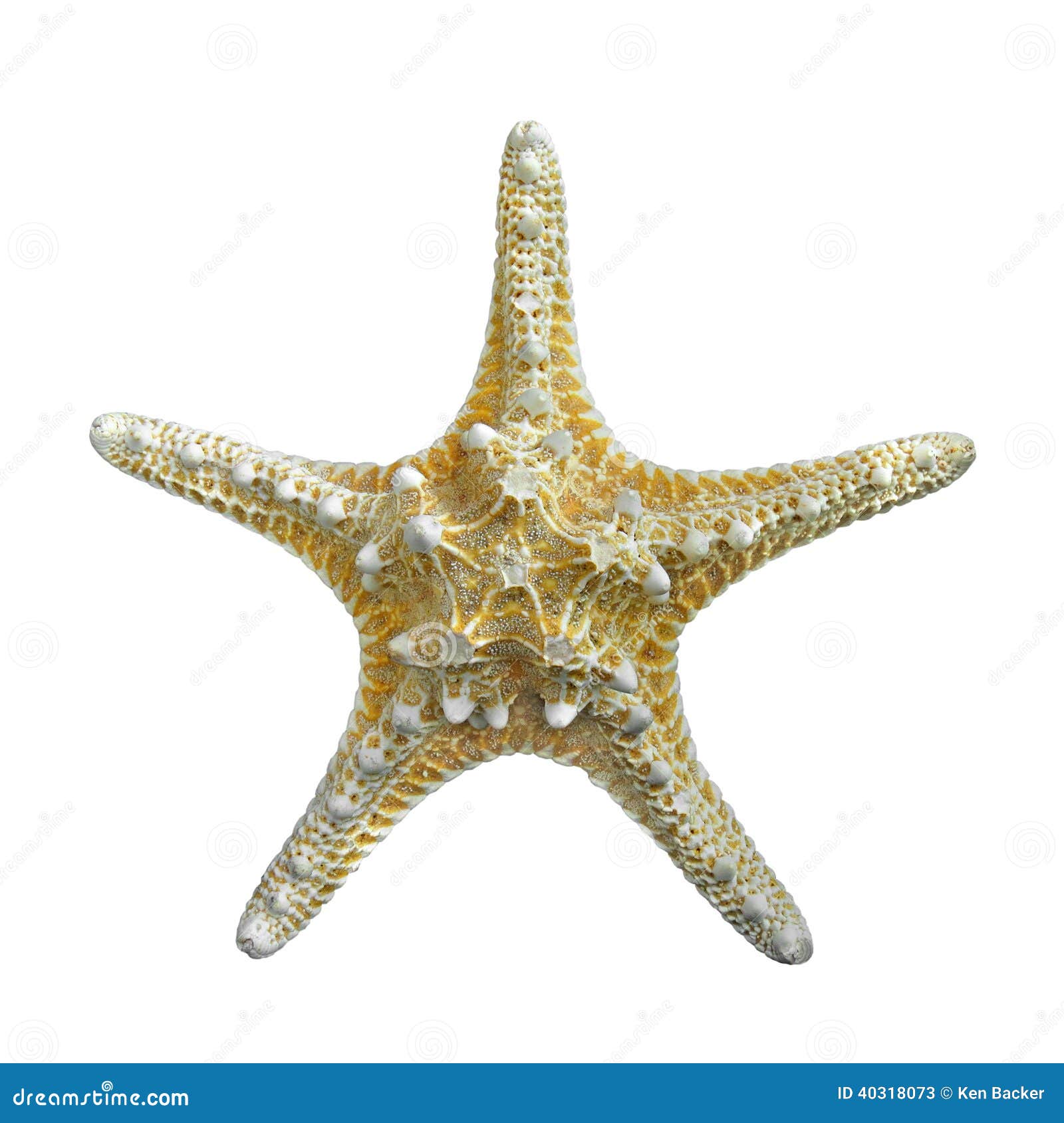 Starfish isolated. stock image. Image of white, water - 40318073