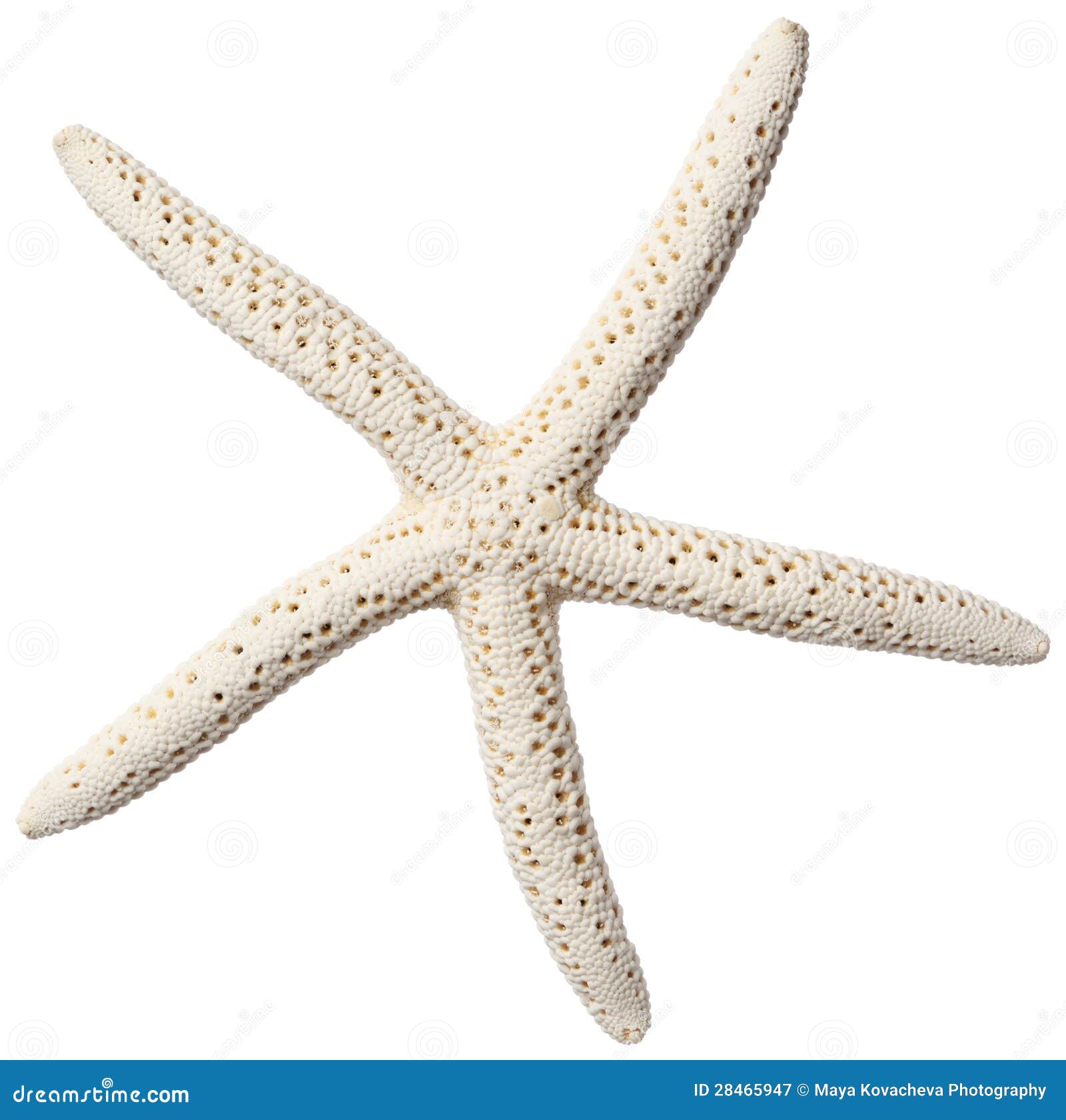 Starfish isolated on white stock image. Image of marine - 28465947