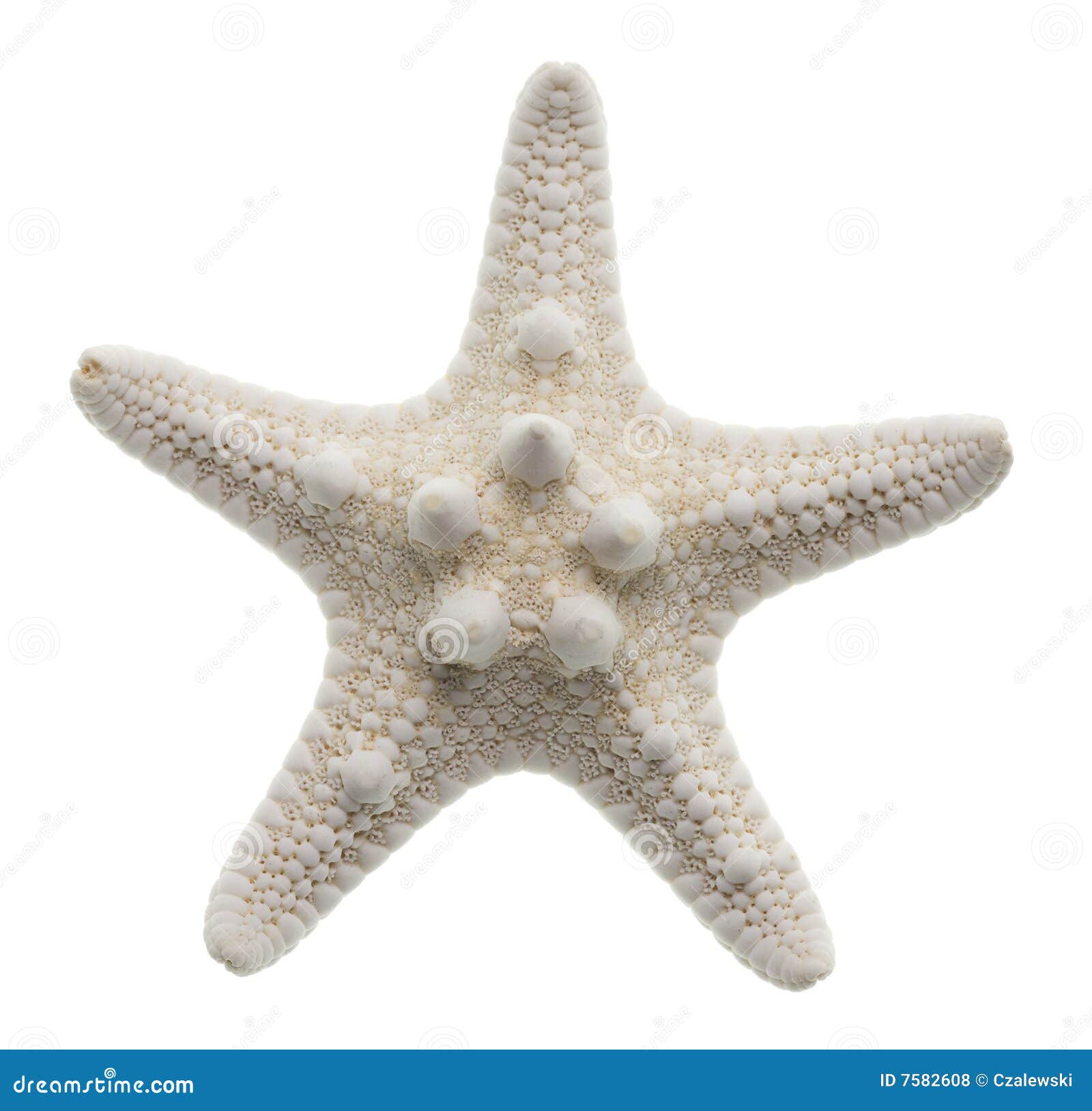 Red Starfish Set. Isolated On A White Background. In The Front And In ...