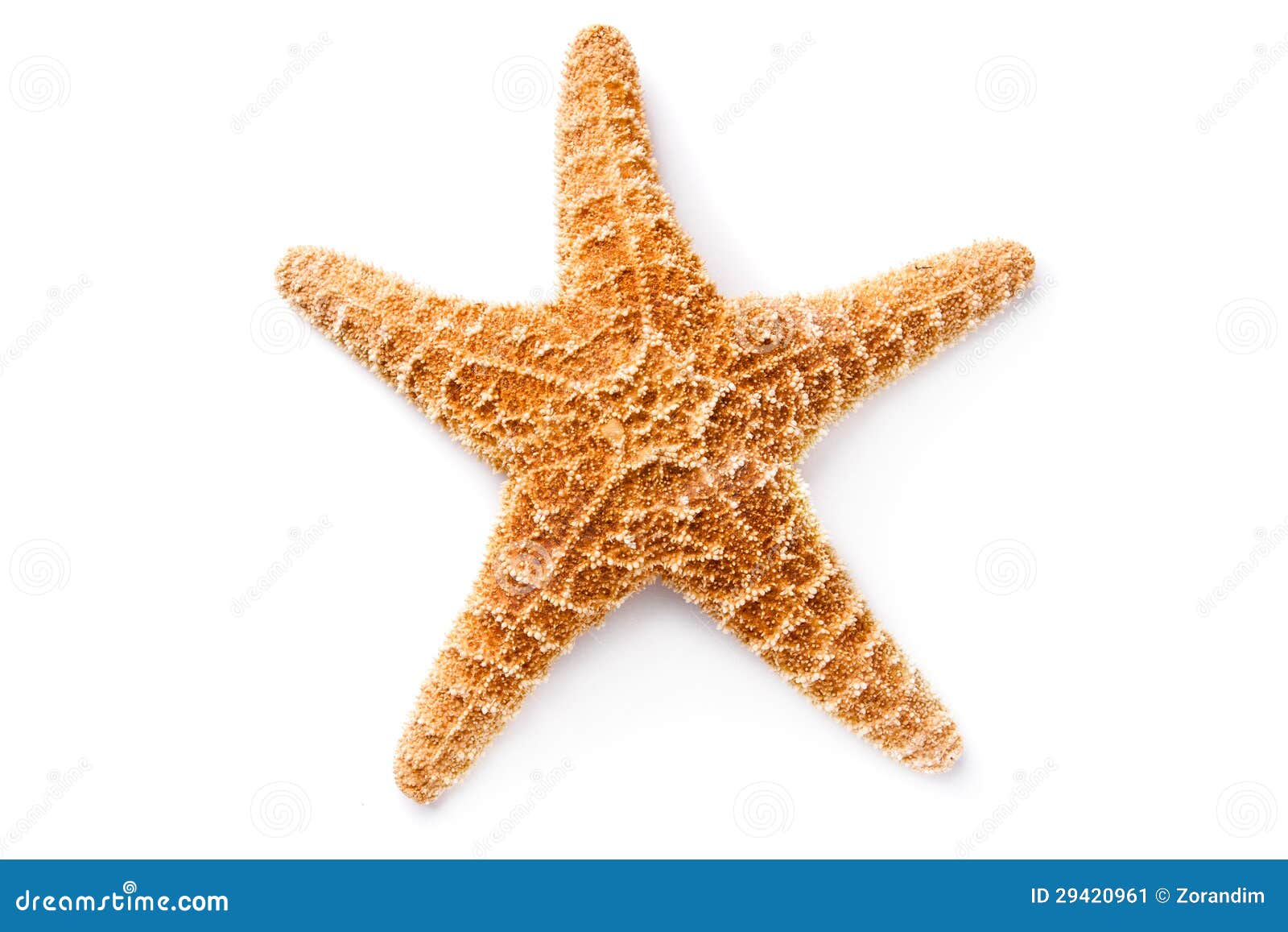 Red Starfish Set. Isolated On A White Background. In The Front And In ...