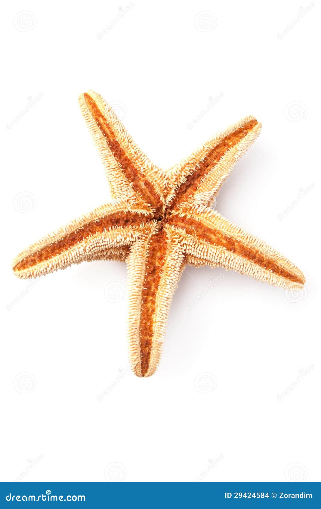 Starfish Isolated on White Background Stock Photo - Image of background ...