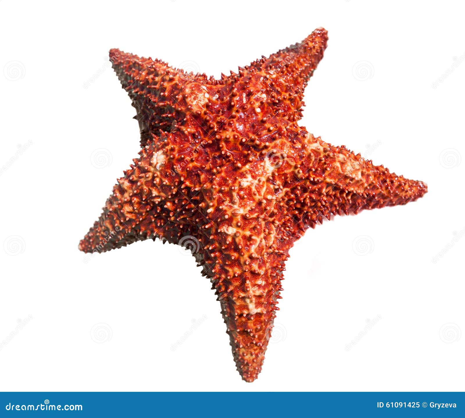 Starfish Isolated on a White Background Stock Image - Image of ...