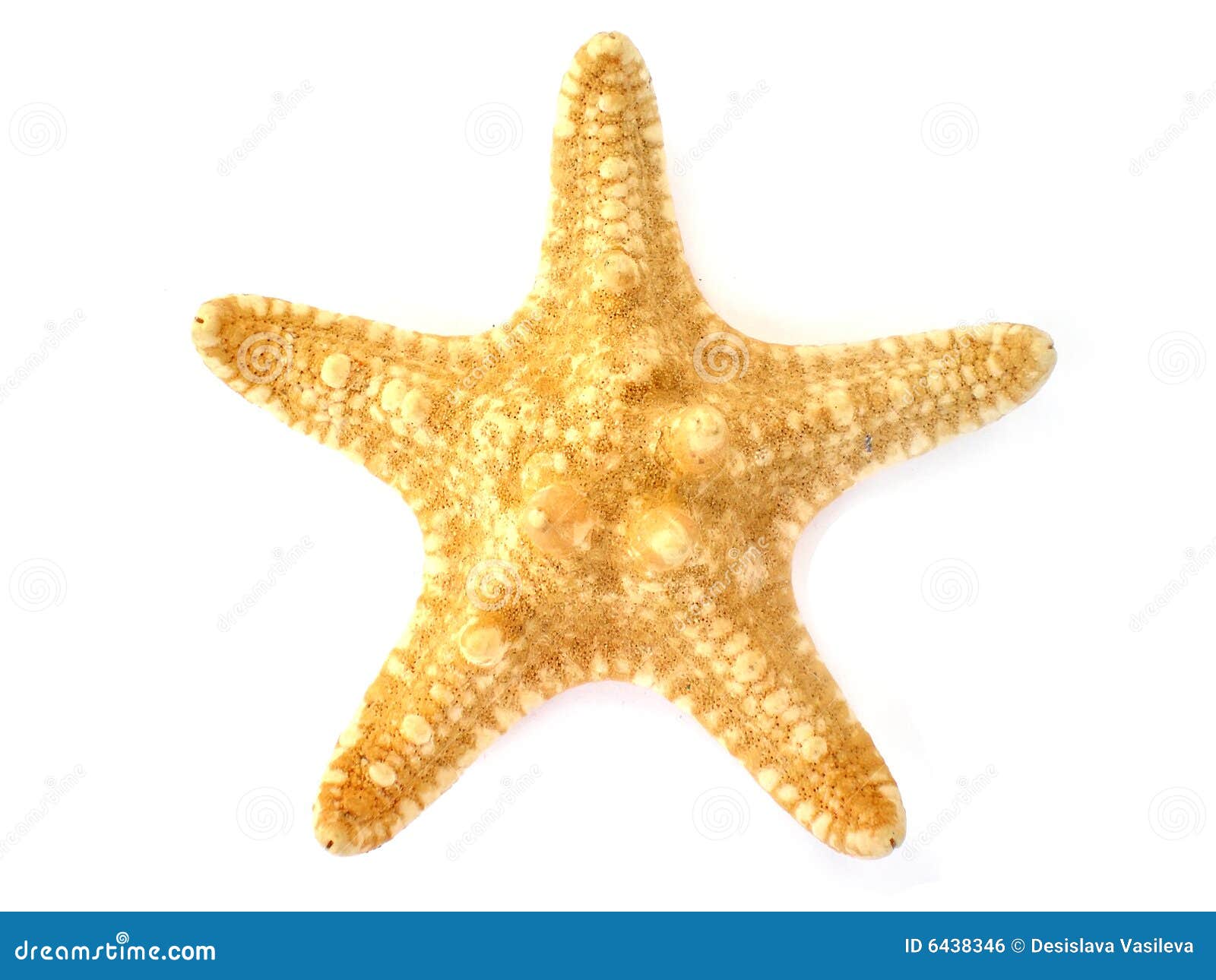 Starfish Isolated on White Background Stock Photo - Image of coastline ...