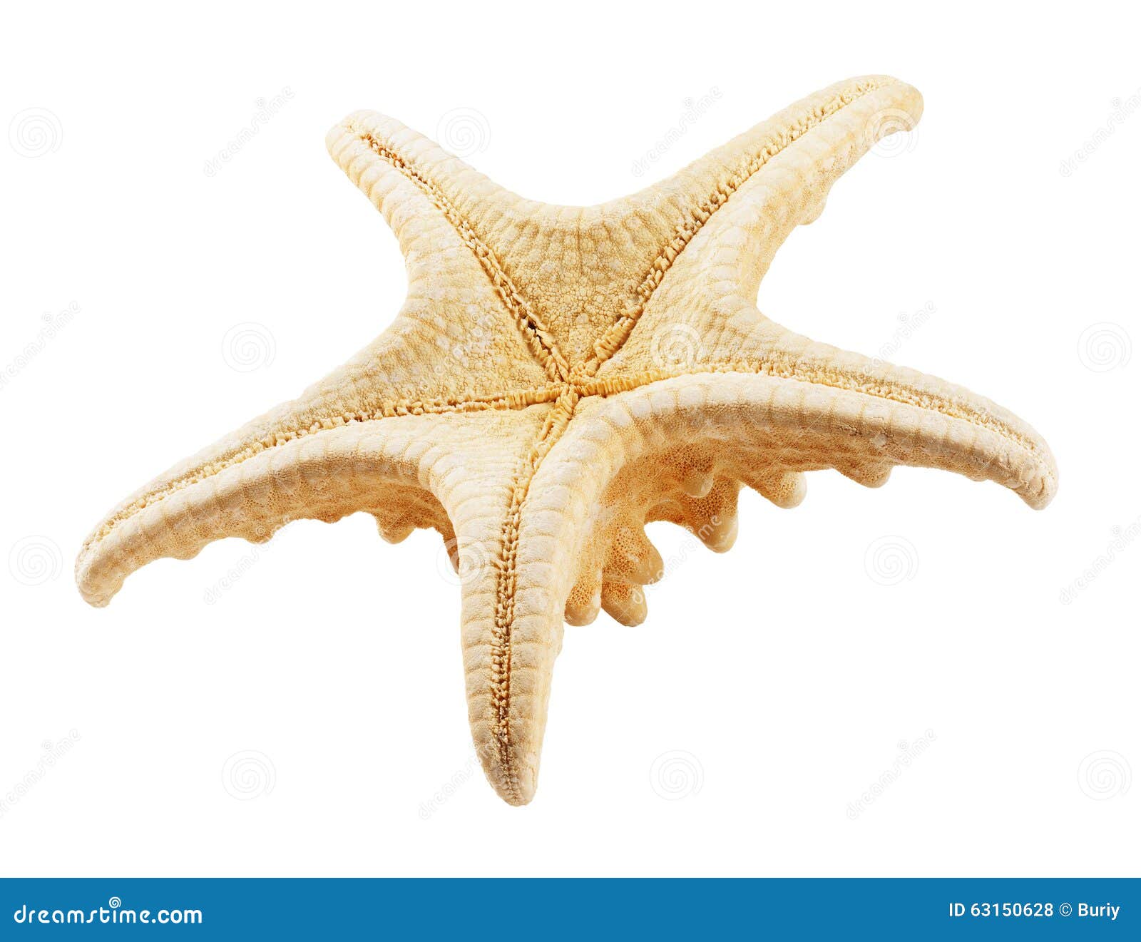 Starfish isolated white stock photo. Image of coral, starfish - 63150628