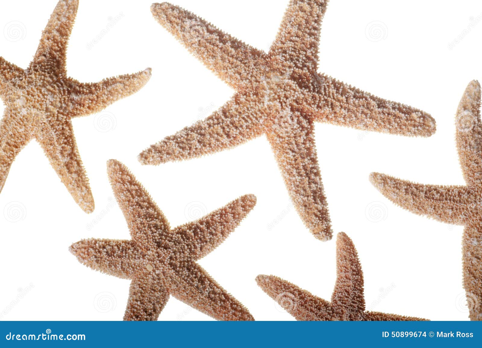 Starfish Isolated on White Background Stock Photo - Image of fish ...