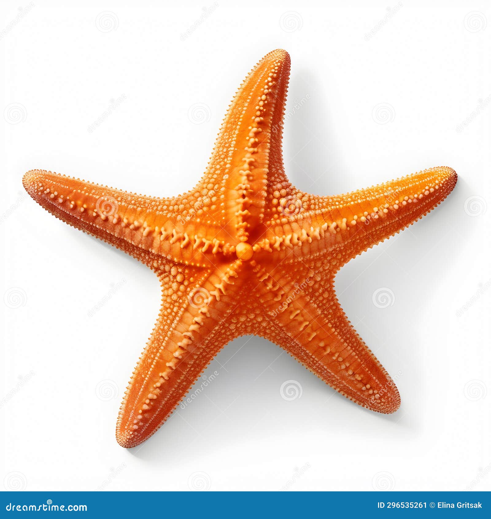 Starfish Isolated, Starfish, White Background, Stock Image - Image of ...