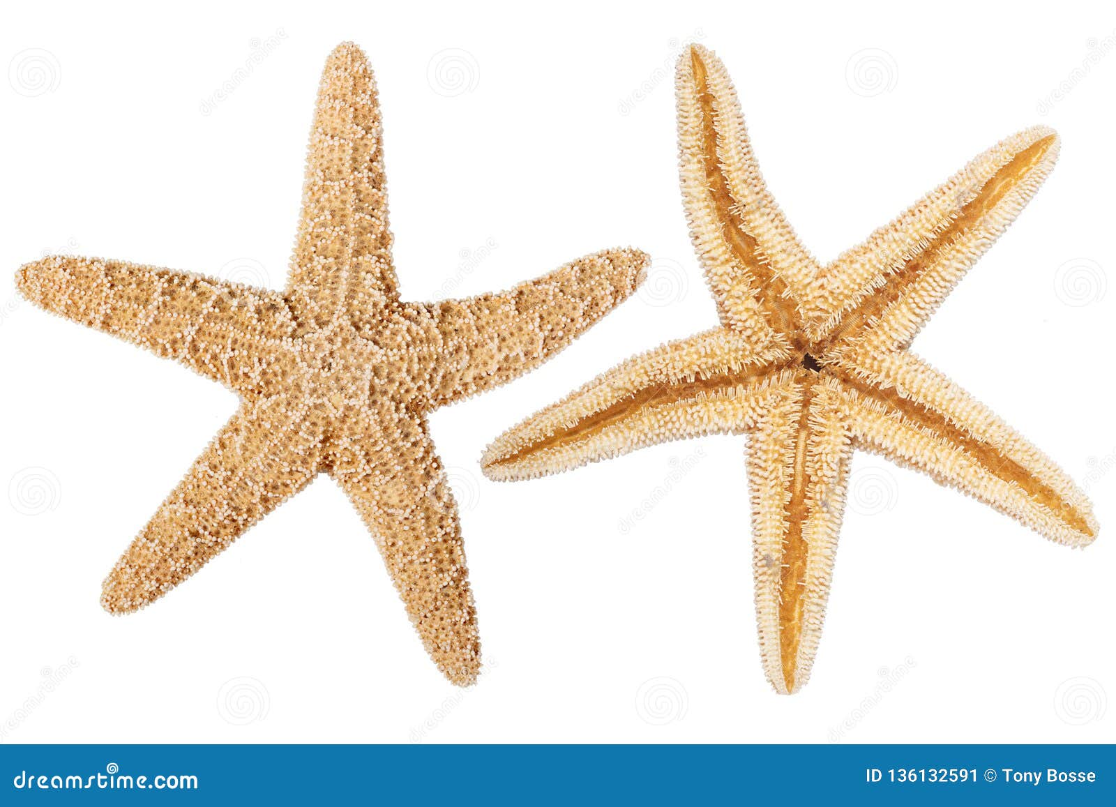 Starfish Isolated on White stock image. Image of seashell - 136132591