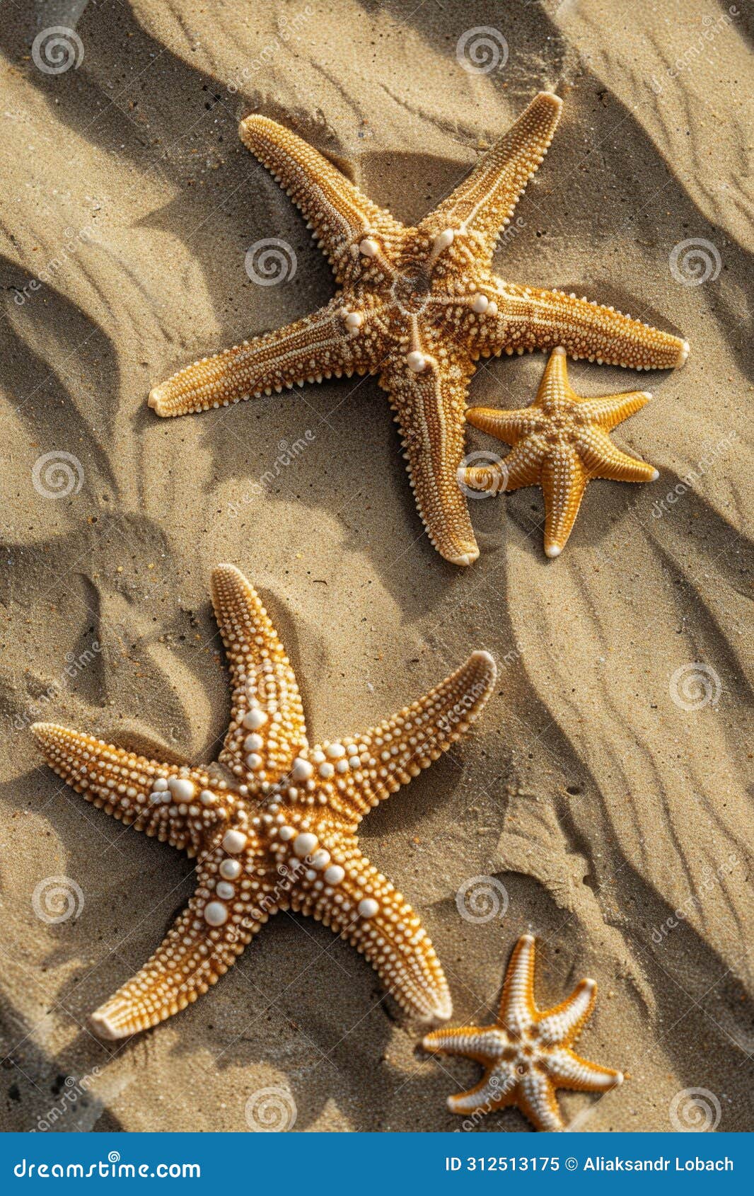 The Starfish are Lying on the Sand. View from Above Stock Image - Image ...
