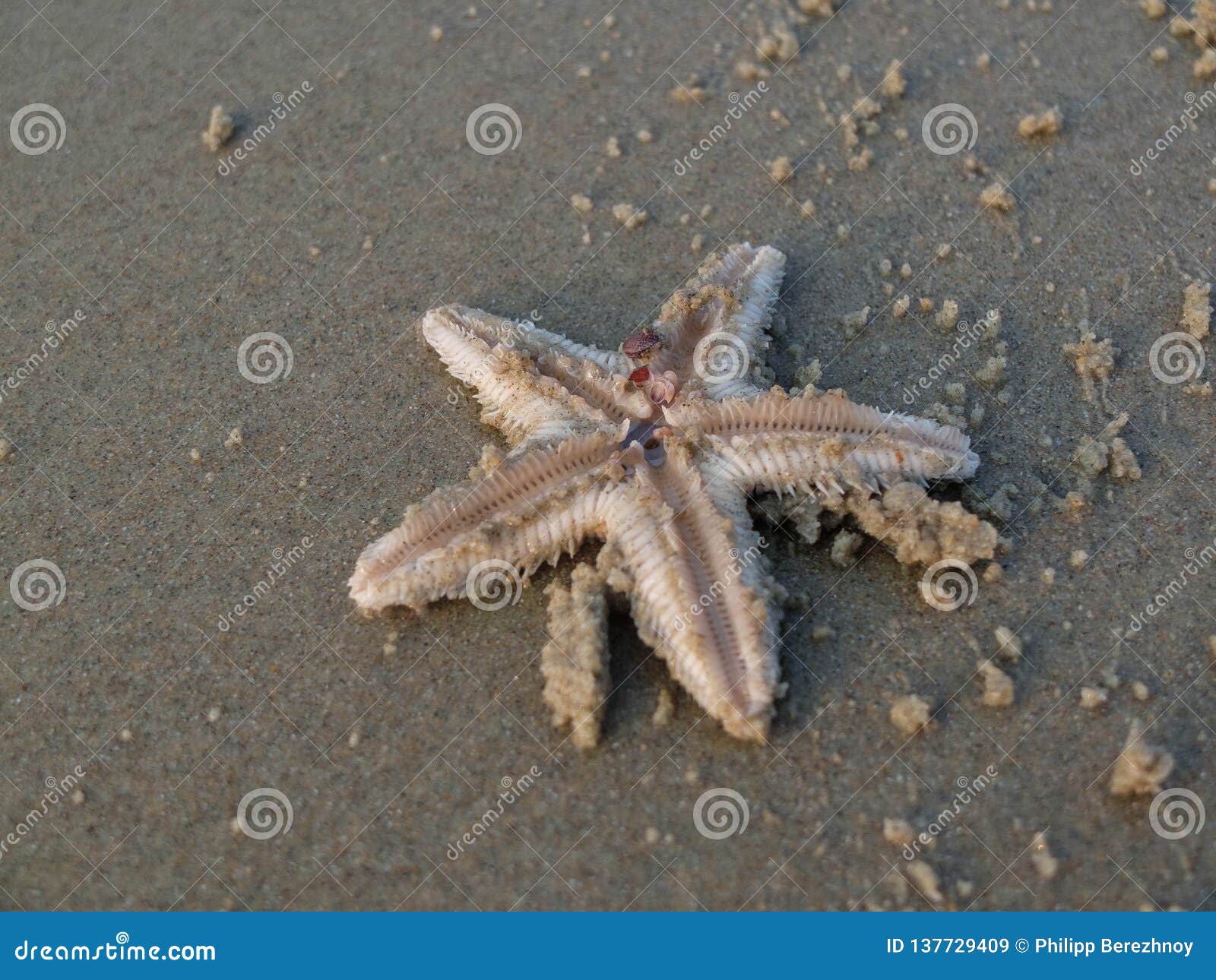 Starfish is Lying Upside Down Stock Image - Image of coast, natural ...