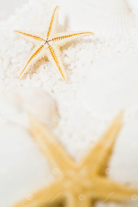 Starfish Macro Behind stock photo. Image of fish, concept - 29403508