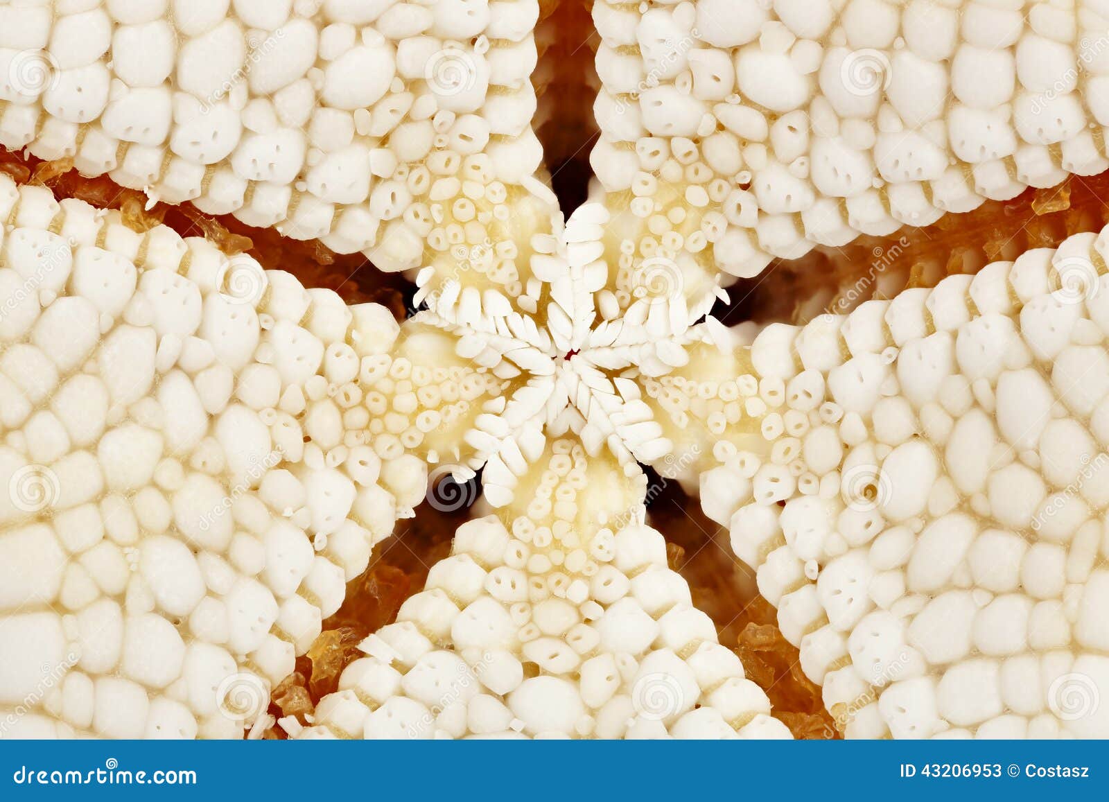 Starfish macro stock image. Image of background, invertebrate - 43206953