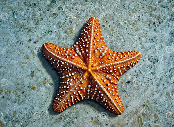 A Starfish on a Marble Surface. Stock Illustration - Illustration of ...