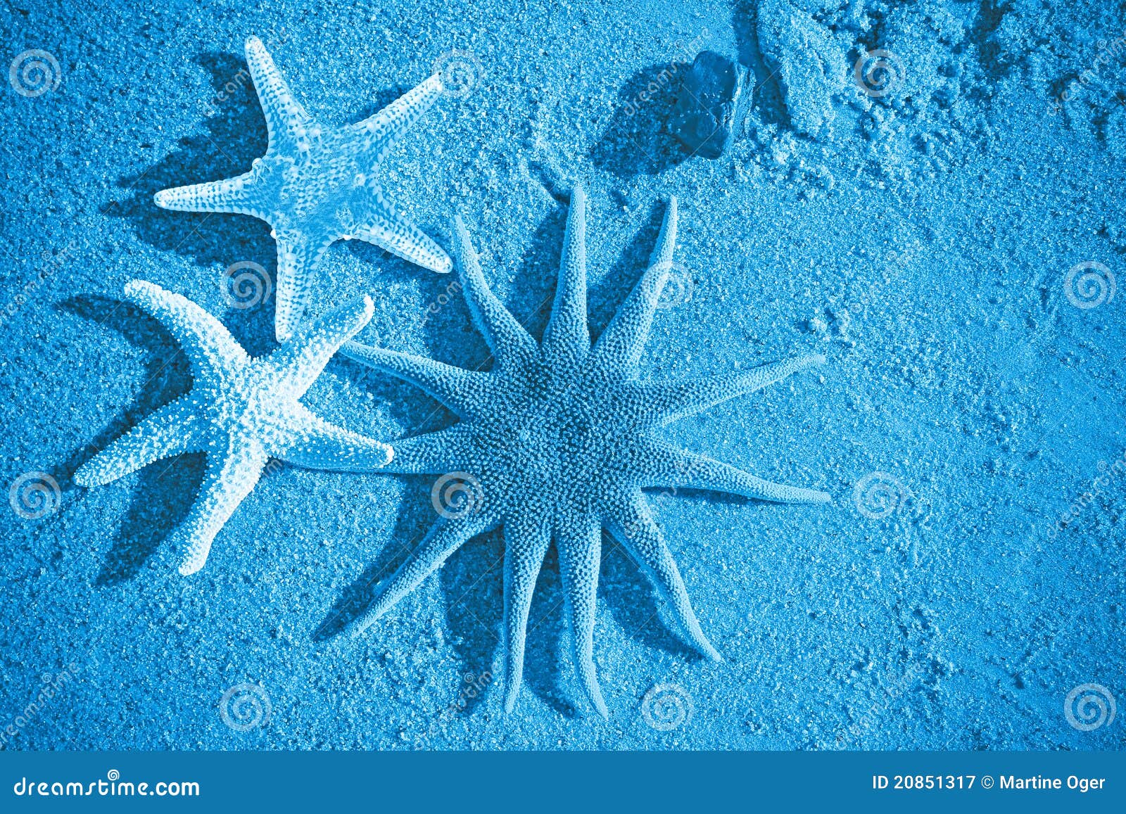 Starfish in ocean. stock image. Image of beauty, paradise - 20851317