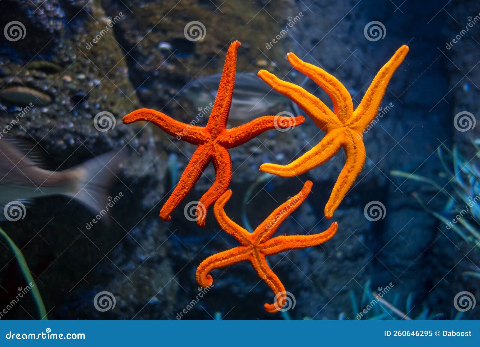 Starfish in ocean stock image. Image of closeup, wildlife - 260646295