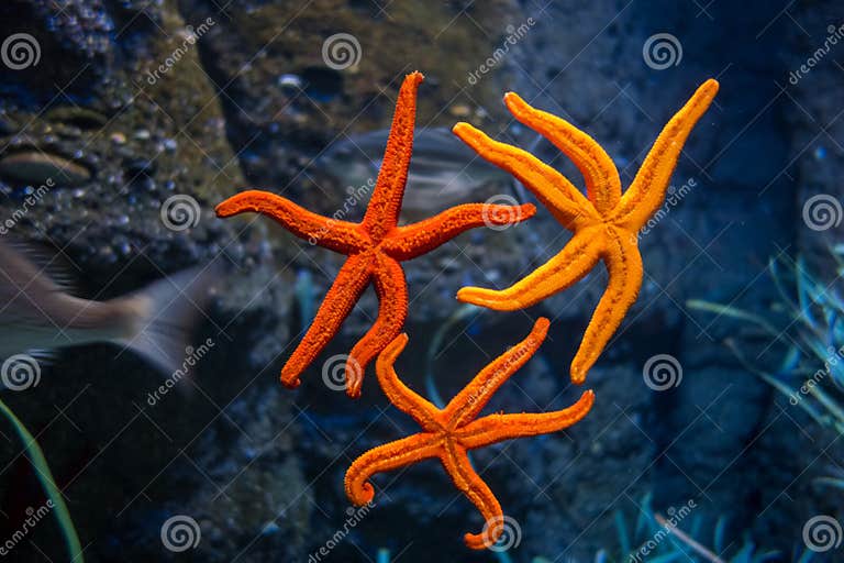 Starfish in ocean stock image. Image of closeup, wildlife - 260646295