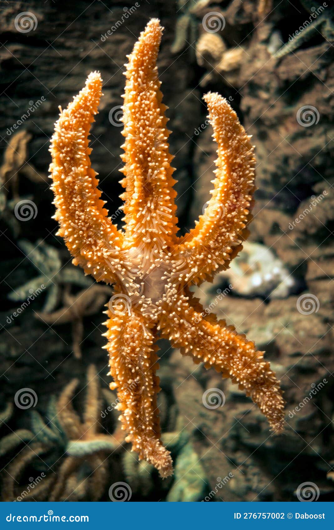 Starfish in ocean stock photo. Image of sand, undersea - 276757002