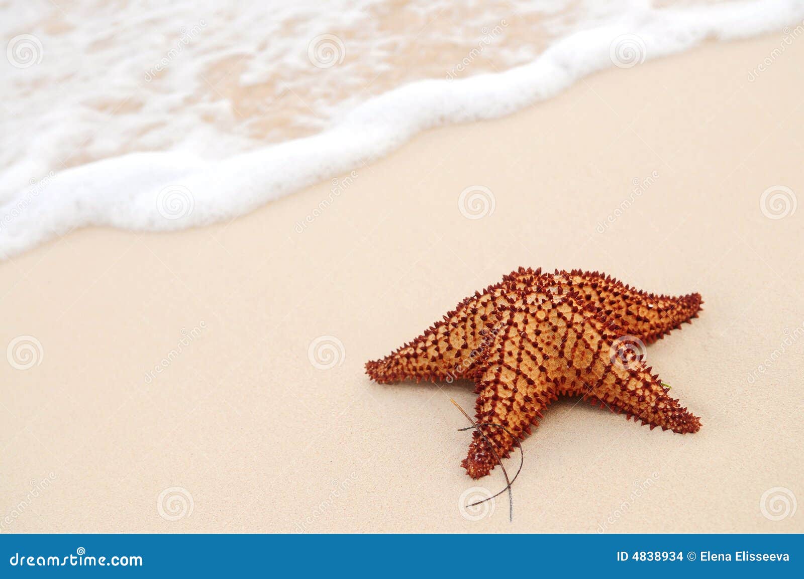 Starfish and ocean wave stock photo. Image of ocean, island - 4838934