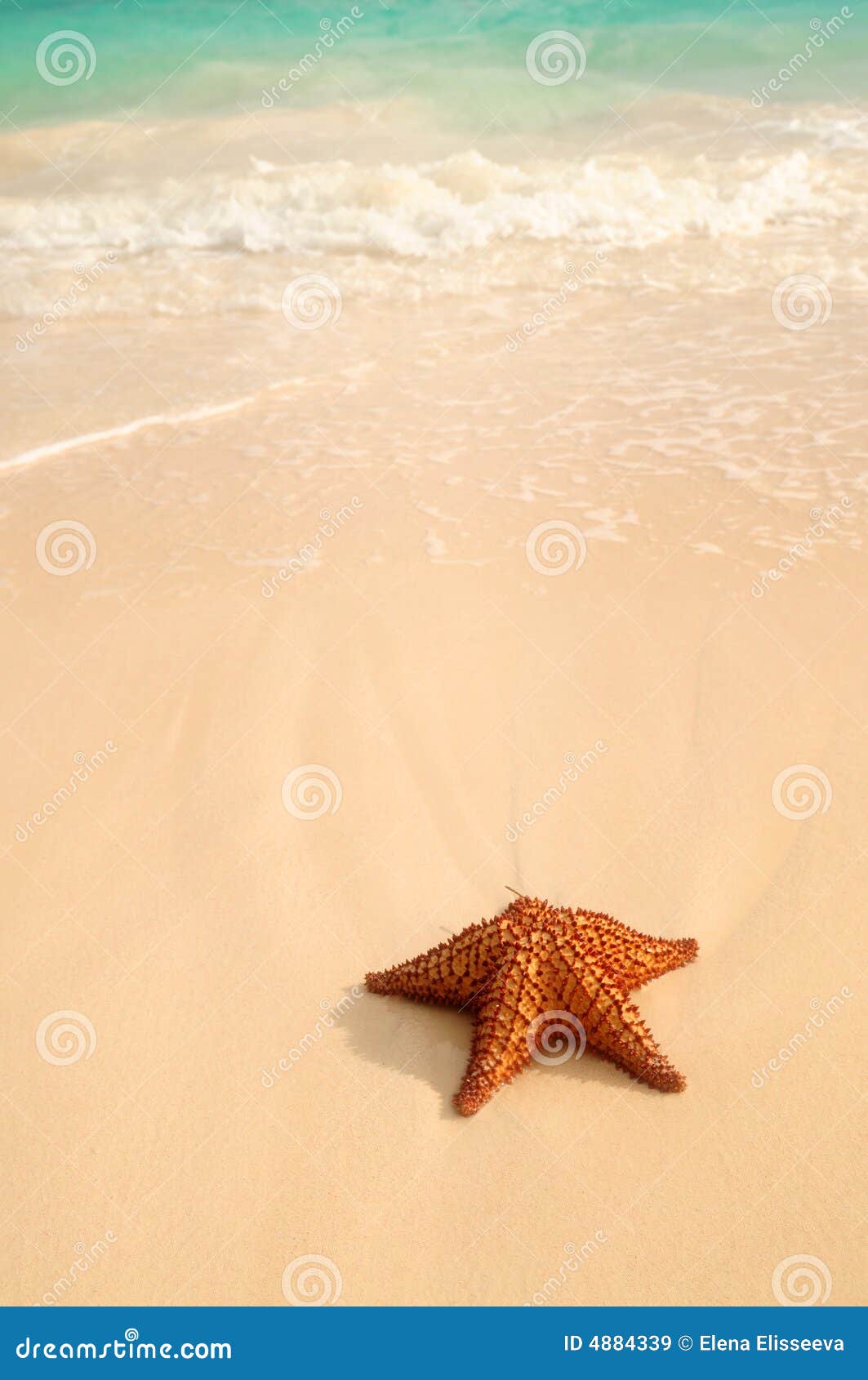 Starfish and ocean wave stock image. Image of caribbean - 4884339