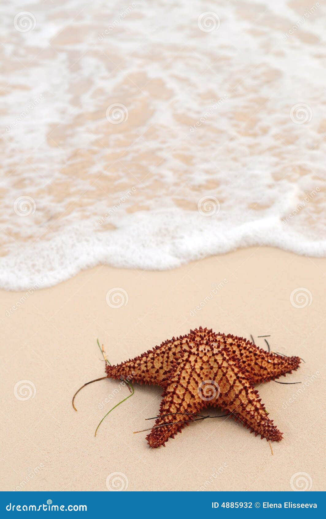 Starfish and ocean wave stock photo. Image of awash, foamy - 4885932