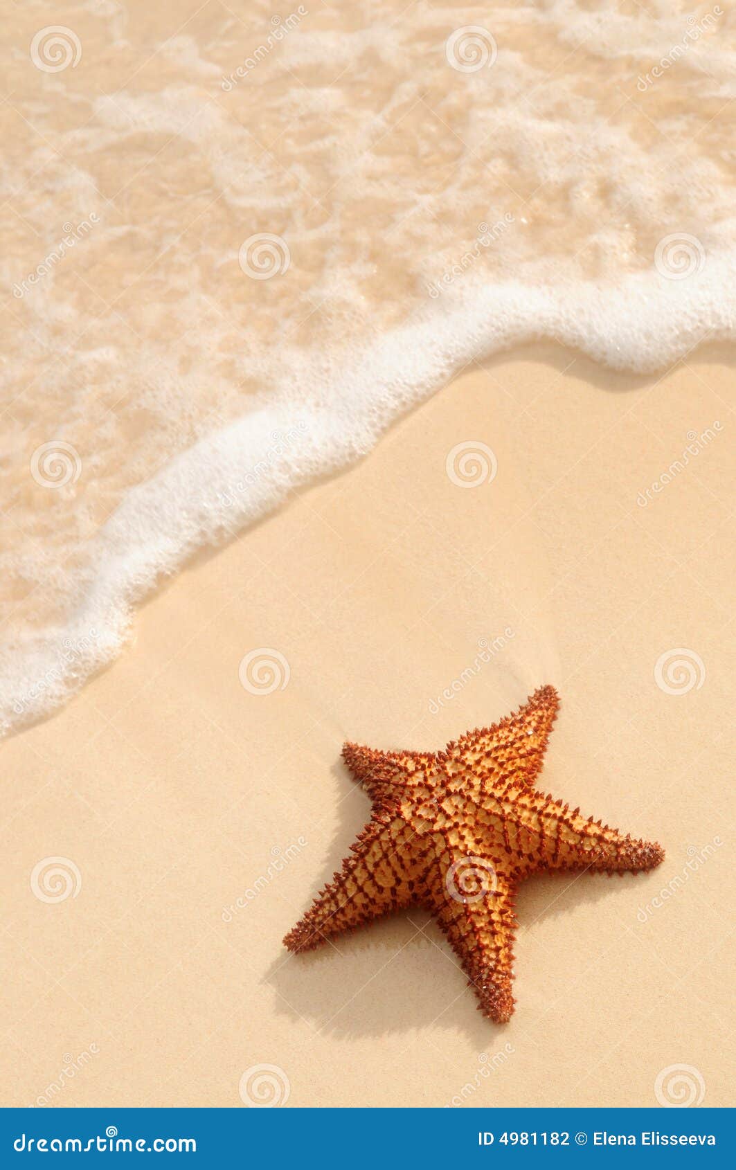Starfish and ocean wave stock photo. Image of paradise - 4981182