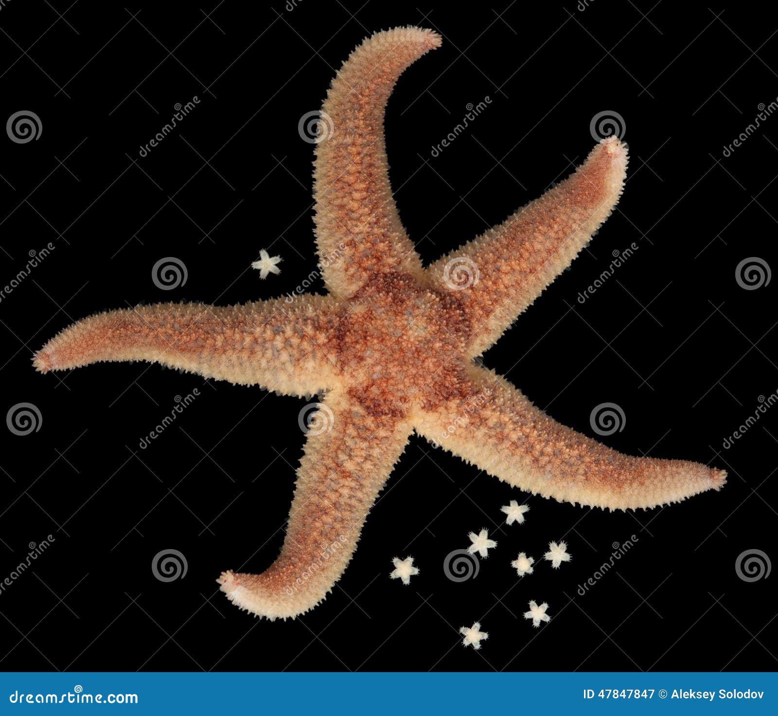 Starfish stock image. Image of undersea, zoology, marine - 47847847