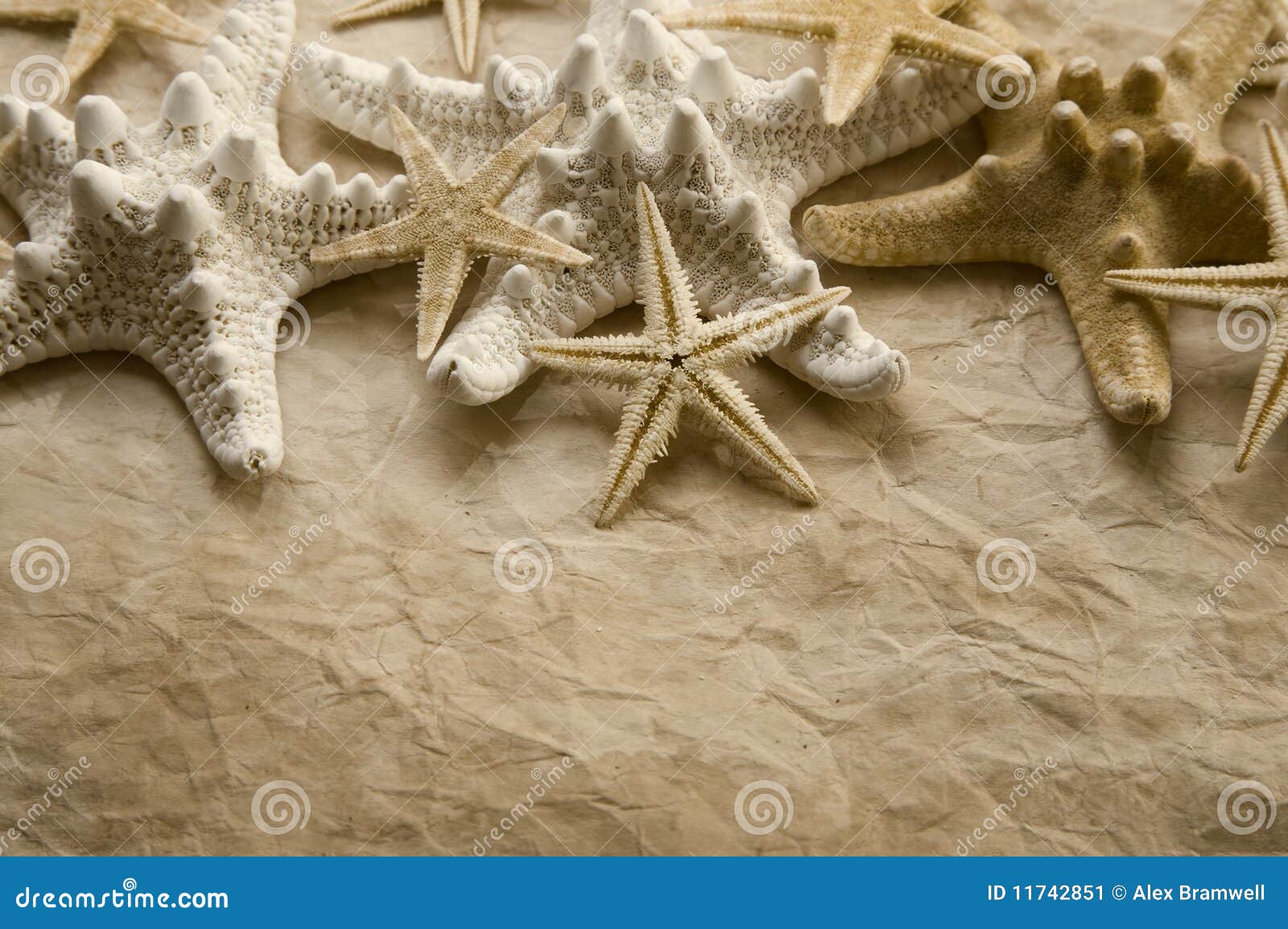 Starfish on Old Paper stock image. Image of paper, design - 11742851
