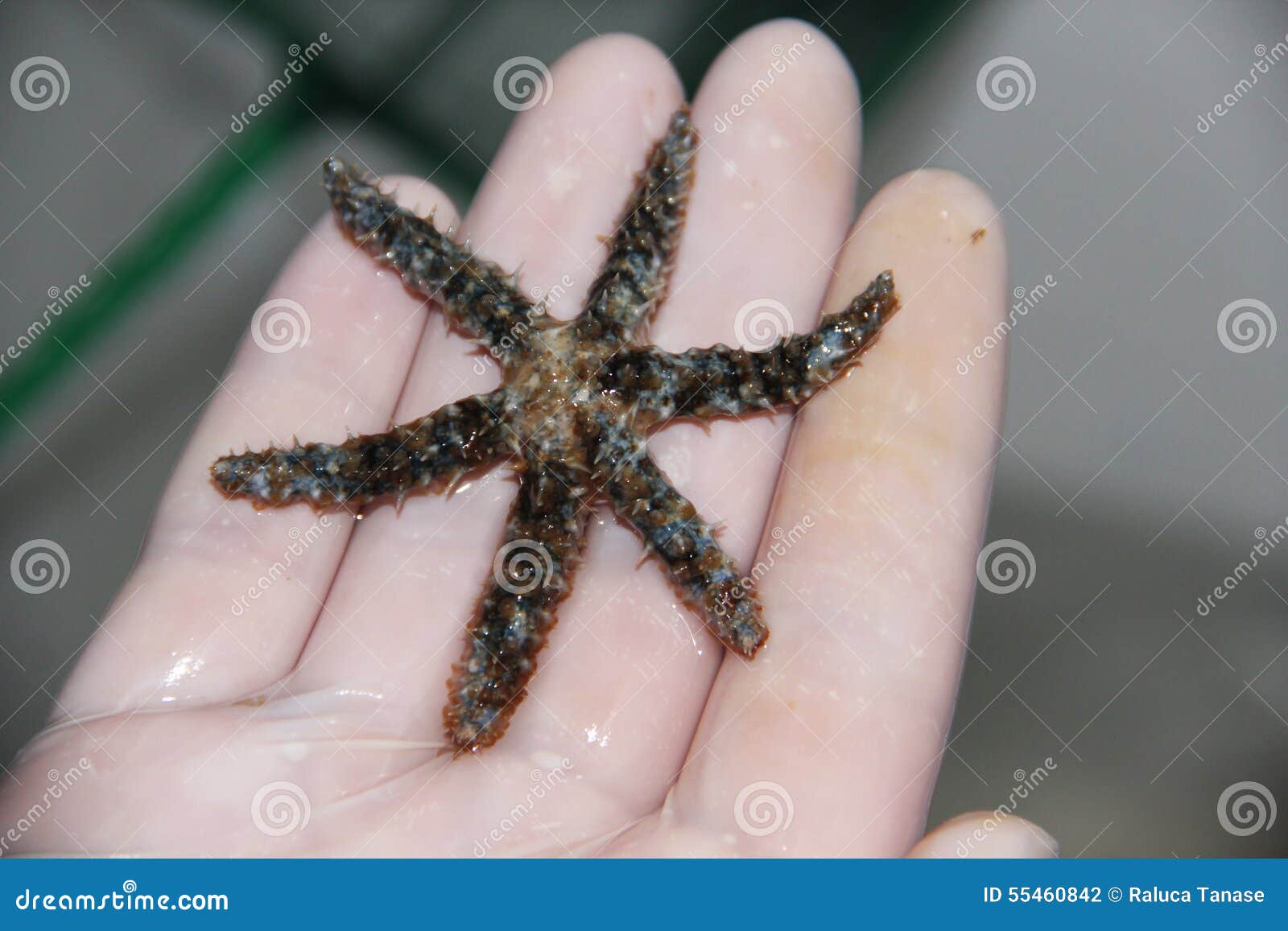 Starfish stock photo. Image of alive, star, marinelife - 55460842