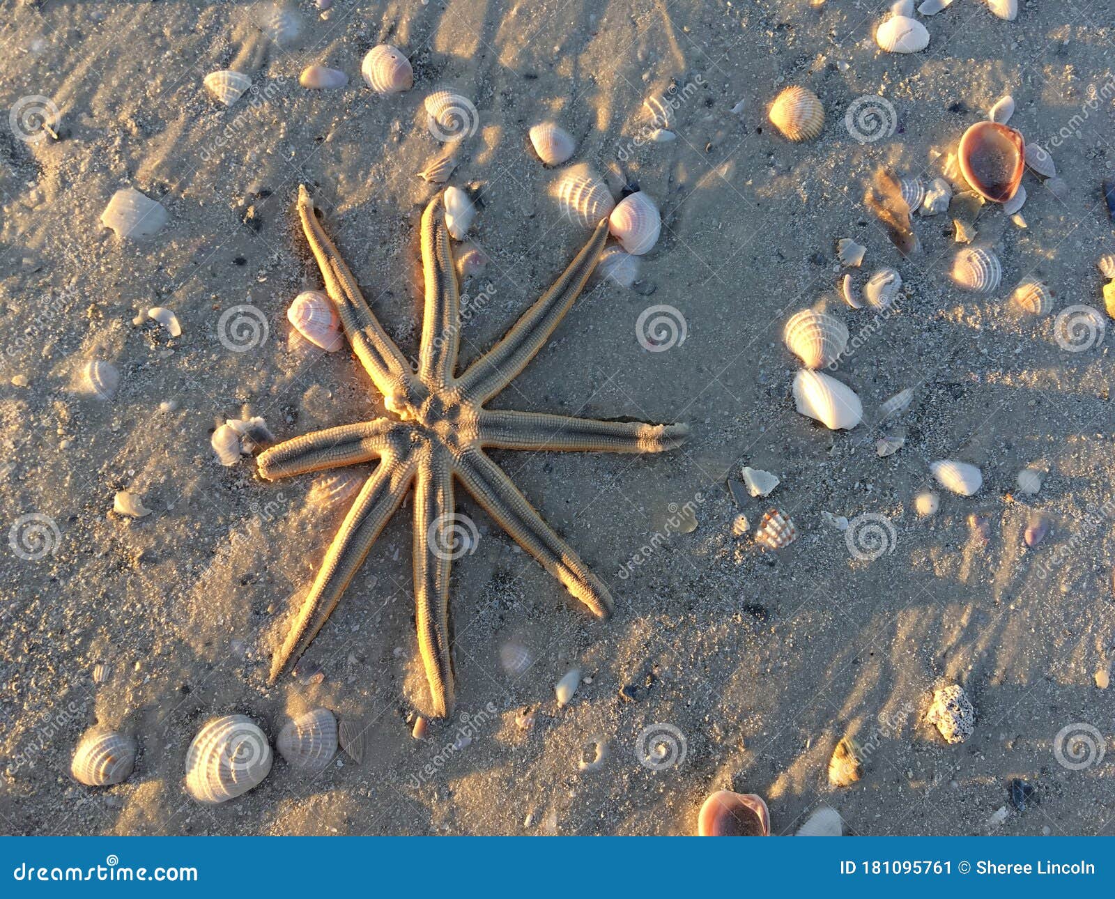 Starfish with One Half Missing Leg on Beach with Scattered Sea Shells ...