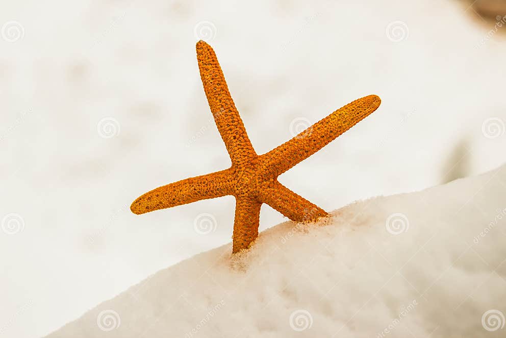 Starfish stock image. Image of mosaic, five, starfish - 65708579