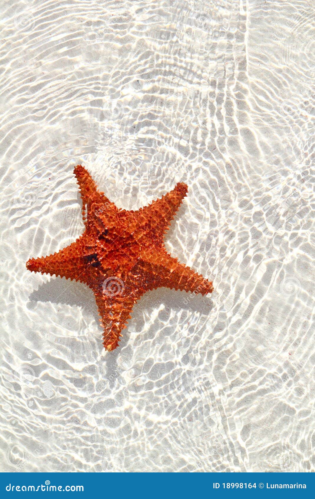 Starfish Orange in Wavy Shallow Water Stock Photo - Image of landscape ...