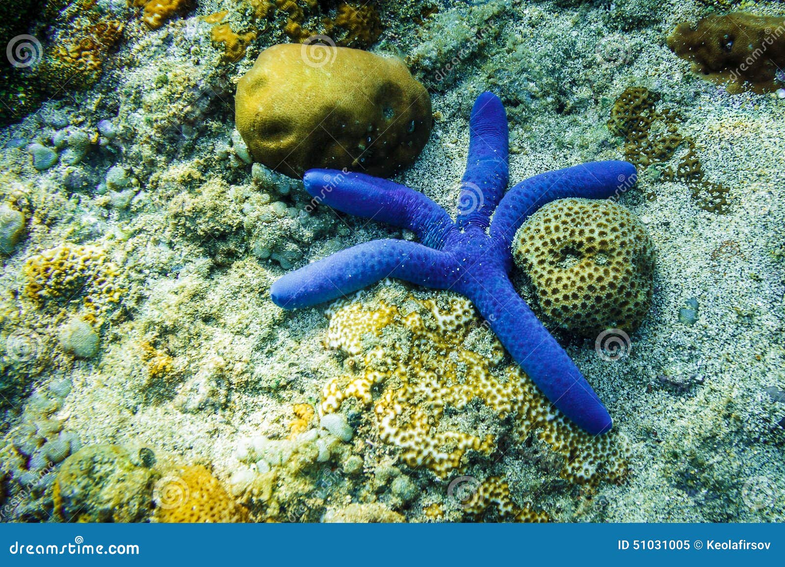 Starfish in the Pacific stock image. Image of asia, beautiful - 51031005